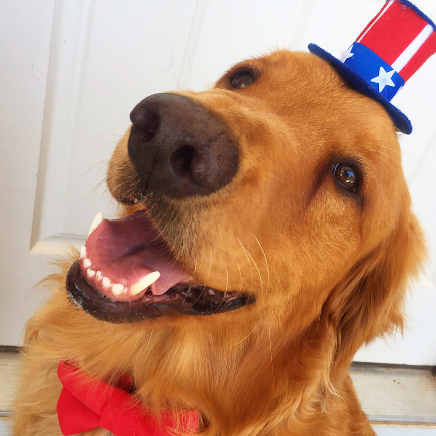 July 4th Dog Safety – Barque Gifts